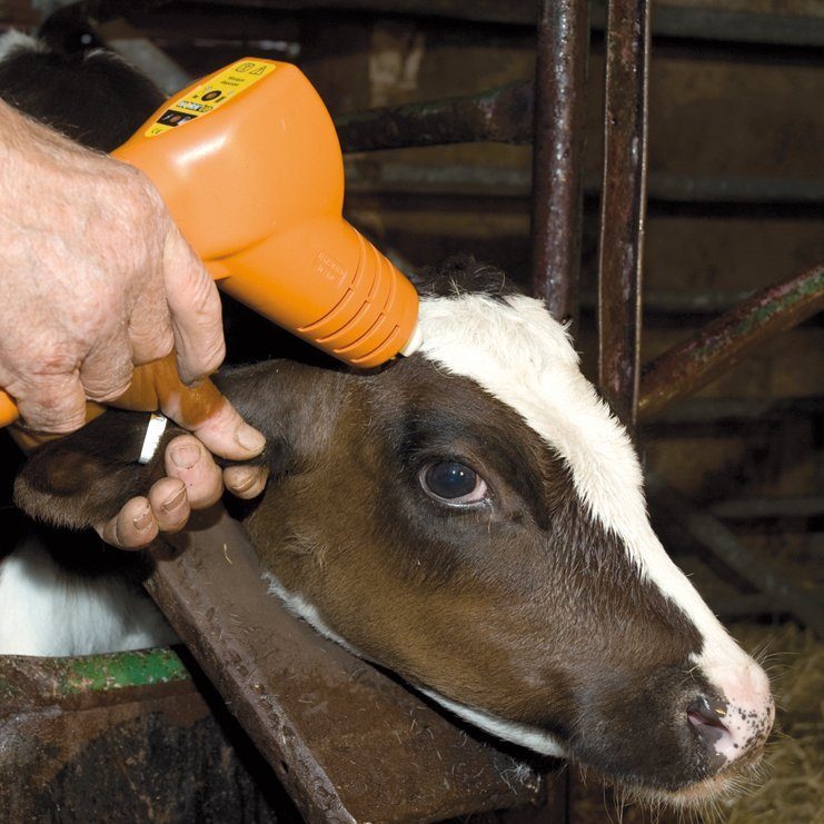 DEHORNING Archives - Dairy Spares